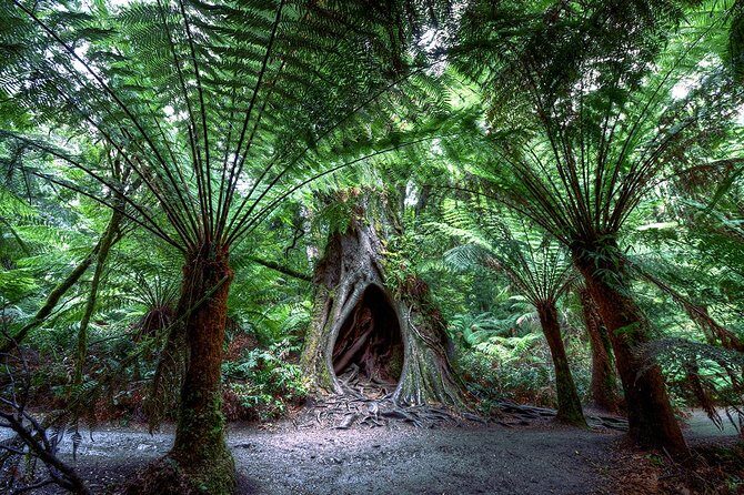 2-Day Melbourne to Adelaide Tour: Great Ocean Road and Grampians One Way Trip - FAQ