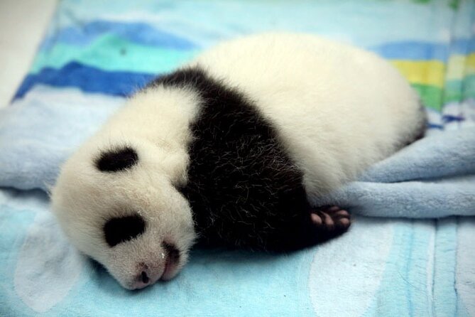 2-Day Private Chengdu Panda Tour - FAQs