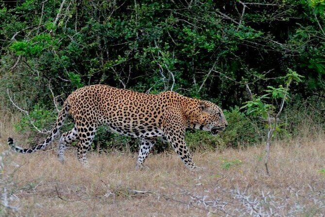 2 Day Private Tour of Yala wild Safari & Galle Sightseeing - All Inclusive - Why This Tour Is a Great Fit