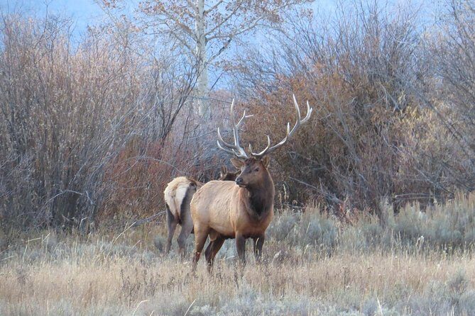 2-Day Private Tour of Yellowstone National Park Lower & Upper Loops - Introduction: Why a Private Two-Day Yellowstone Tour Makes Sense