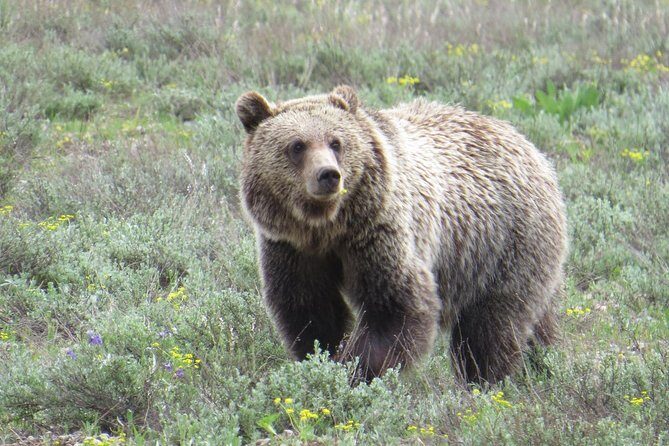 2-Day Private Tour of Yellowstone National Park Lower & Upper Loops - The Itinerary Breakdown: What You’ll See and Do