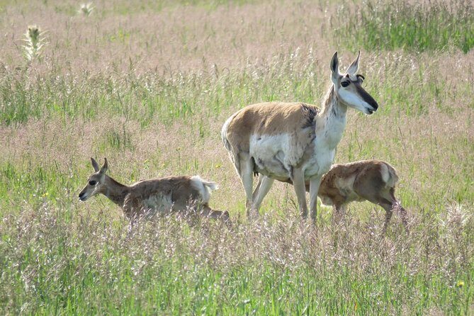 2-Day Private Tour of Yellowstone National Park Lower & Upper Loops - Final Words