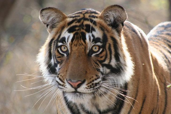 2-Day Private Tour to Ranthambhore Tiger Safari Tour from Jaipur - Introduction
