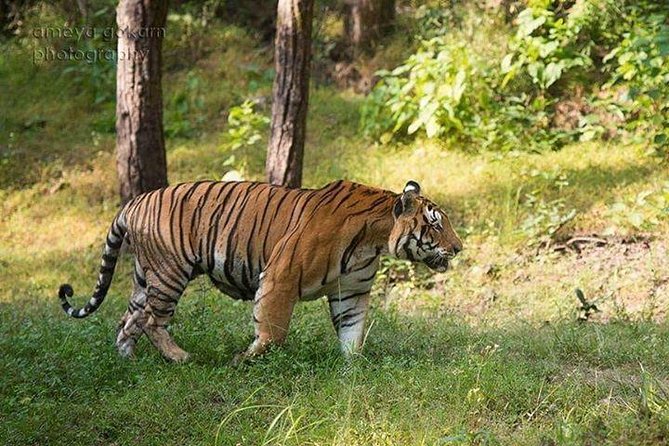 2-Day Private Tour to Ranthambhore Tiger Safari Tour from Jaipur - What Makes This Tour Stand Out?