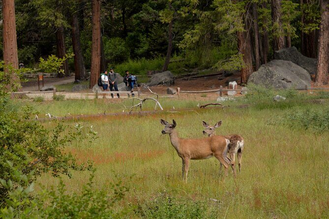 2 Day Private Tour to Yosemite National Park - The Sum Up: Is It Worth It?