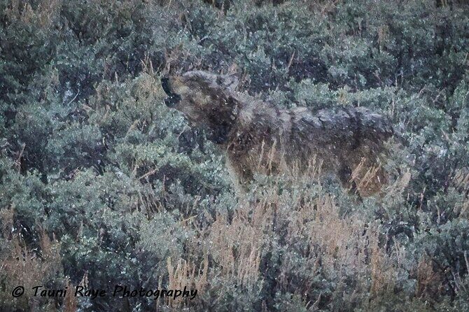 2-Day Private Yellowstone Tour(Lower and Upper Loops w Iconic Sites) w Lunch - Key Points