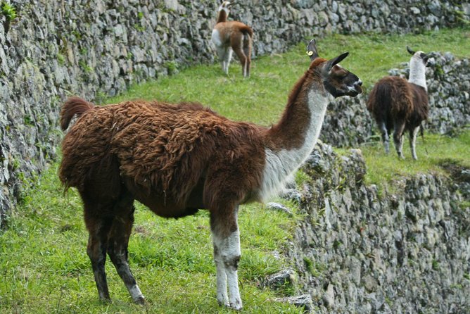 2 Day - Short Inca Trail to Machu Picchu - Group Service - Traveler Reviews and Feedback