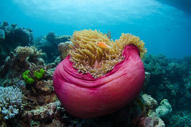 2-Day Snorkelling Experience - Great Barrier Reef Twin Share - An In-Depth Look at the 2-Day Snorkelling Tour