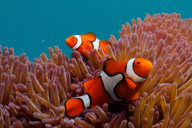 2-Day Snorkelling Experience - Great Barrier Reef Twin Share - FAQs about the 2-Day Snorkelling Experience