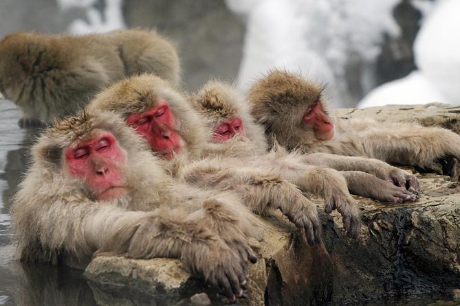 2-Day Snow Monkey Tour: Nagano to Takayama via Matsumoto - Meeting and Departure Information
