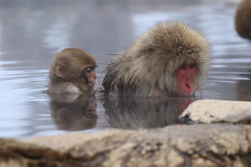 2-Day Snow Monkey Tour: Nagano To Takayama via Matsumoto - Snow Monkey Park