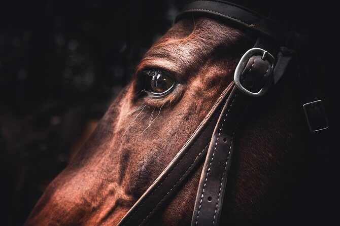 2-Day Sundance Overnight Backcountry Lodge Trip by Horseback - An Authentic Ride through Banff’s Wilderness