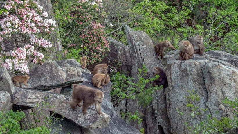 2-Day Tour of Mt. Huangshan and Hongcun - Exploring Huangshan: A Mountain of Marvels