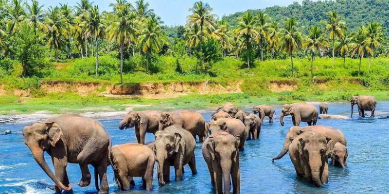 2 Day Tour Pinnawala/Sigiriya From Kandy - Key Points