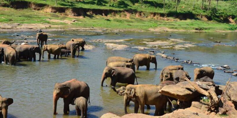 2 Day Tour Pinnawala/Sigiriya From Kandy - Who Would Love This Tour?