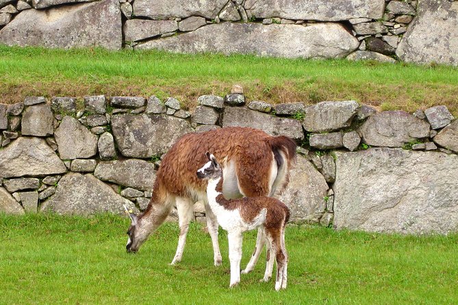 2 Day - Tour to Machu Picchu From Cusco - Group Service - Machu Picchu Sunrise and Private Guided Tour