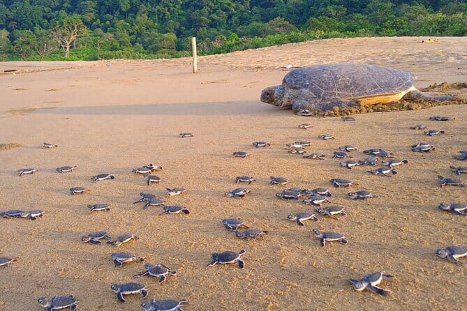 2 Day Volunteer Adventures in Sukamade Turtle Conservation - Key Points