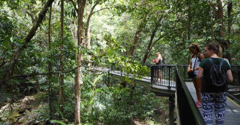 2-Day Waterfall and Daintree Tour - The Experience: What You Can Expect