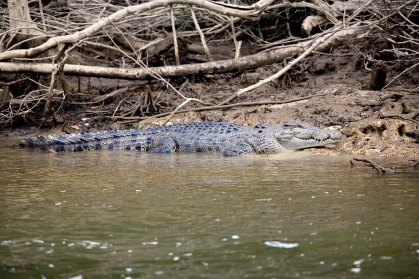 2-Day Waterfall and Daintree Tour - What Past Travelers Say