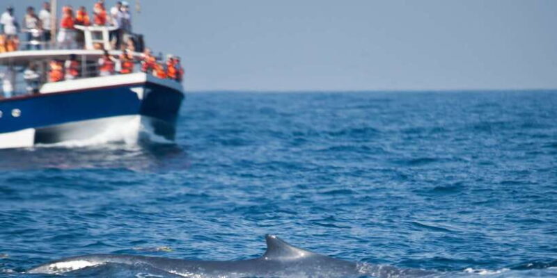 2-Day Whale Watching & Southern Sri Lanka Tour - The Sum Up: Is This Tour Right for You?