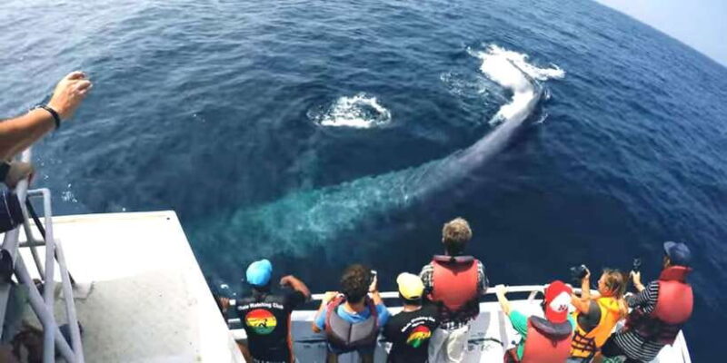 2-Day Whale Watching & Southern Sri Lanka Tour - FAQ