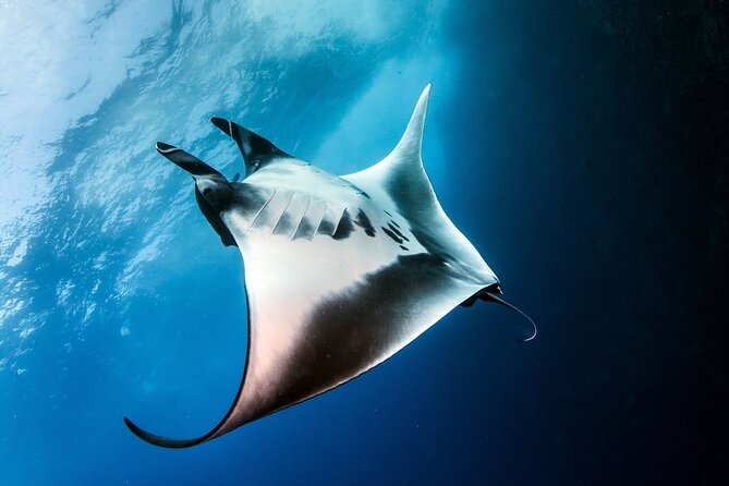 2 Days & 1 Night - 2 Dives in Lembongan/Penida (for certified divers) - The Value for Money