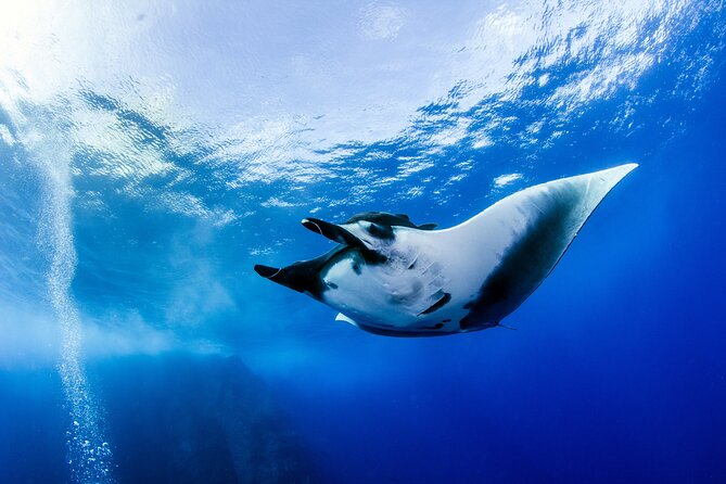 2 Days & 1 Night - 2 Dives in Lembongan/Penida (for certified divers) - Authentic Marine Encounters: What Youll Likely See