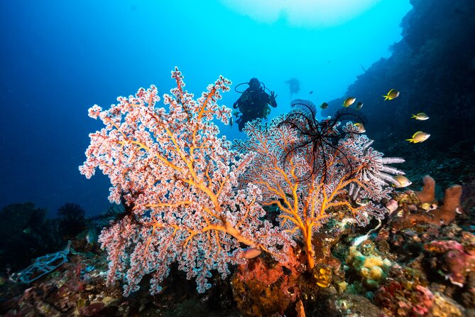 2 Days & 1 Night - 2 Dives in Lembongan/Penida (for certified divers) - The Sum Up