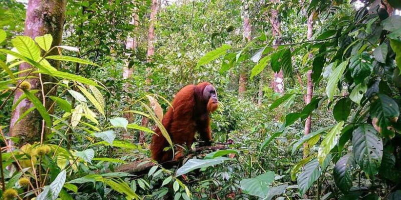2 Days 1 Night Orangutan Trek Bukit Lawang - Key Points