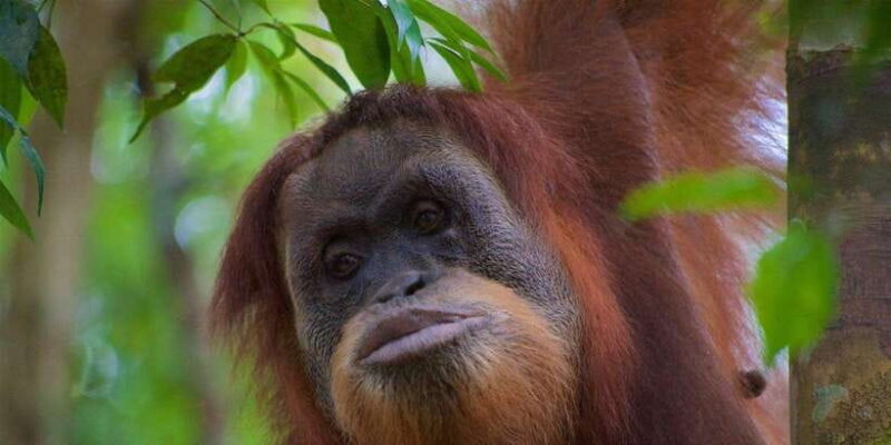 2 Days 1 Night Orangutan Trek Bukit Lawang - Authentic Experiences and Real Reviews