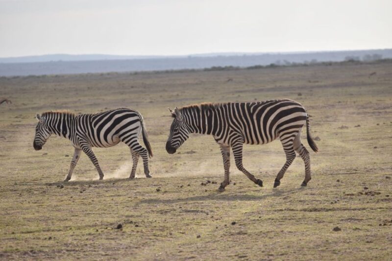 2 Days 1 Night Taita Hills - Who Should Consider This Safari?