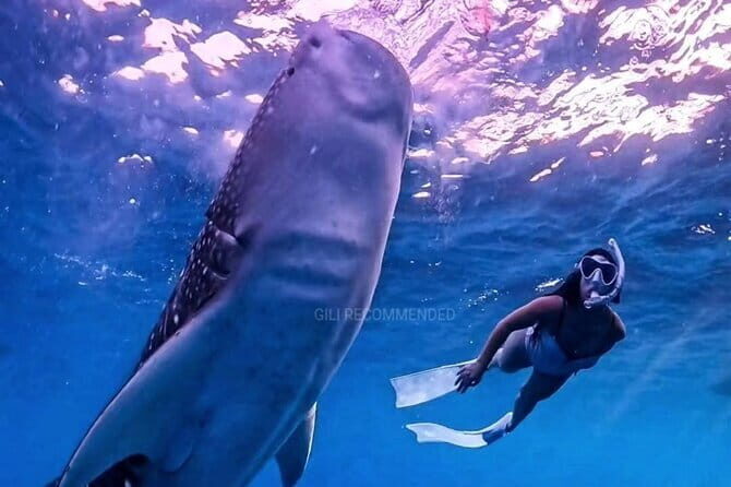 2 Days 1 Night Whale Shark Sharing - An Overview of the Experience