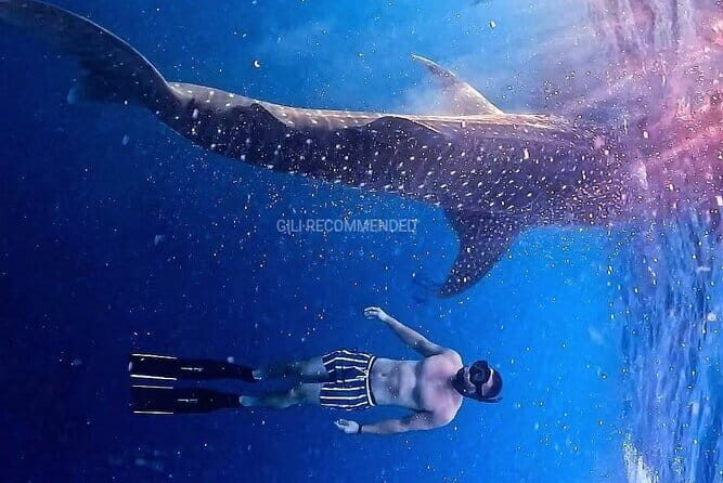 2 Days 1 Night Whale Shark Sharing - The Itinerary Breakdown