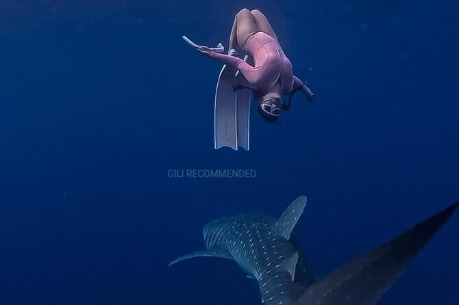 2 Days 1 Night Whale Shark Sharing - Authentic Encounters and Practical Tips