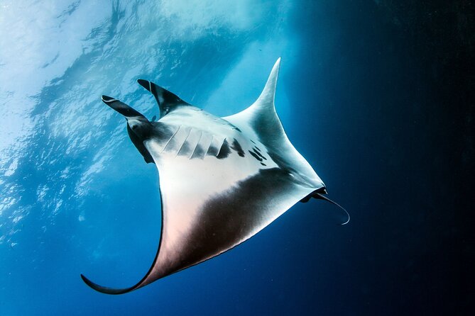 2 Days/1N Trip - Snorkeling with Manta Rays in Lembongan/Penida (all included) - What to Expect from This Snorkeling Adventure
