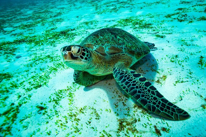 2 Days/1N Trip - Snorkeling with Manta Rays in Lembongan/Penida (all included) - Authentic Experiences Based on Reviews