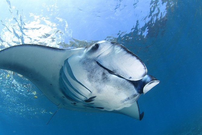 2 Days Discover Scuba Diving in Nusa Lembongan - Scuba Initiation - The Cost and Value