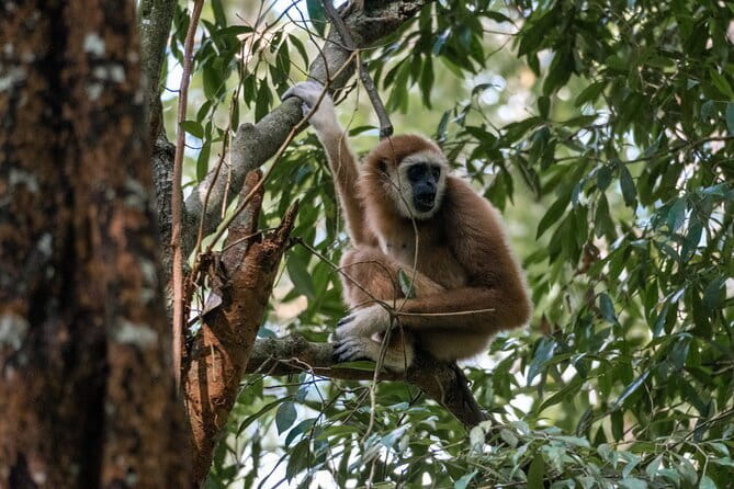 2 Days Ethical Jungle Trek in Sumatra - The Wildlife and the Guides: Why They Matter