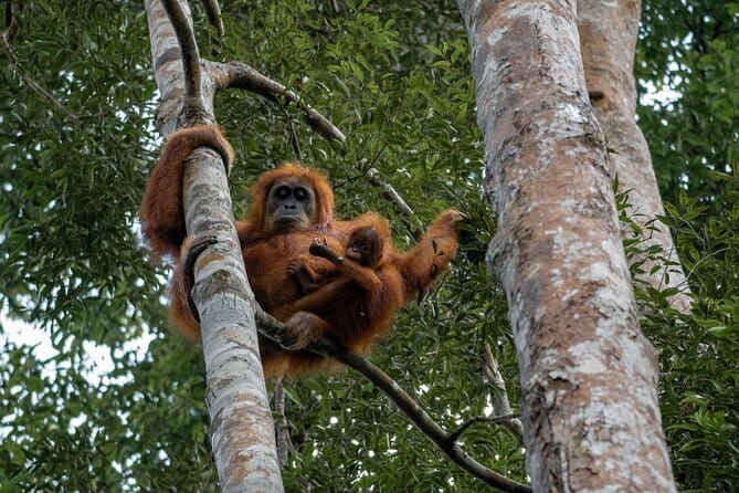 2 Days Ethical Jungle Trek in Sumatra - Cost and Value: Is It Worth It?