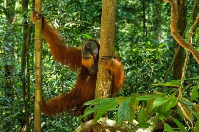 2 Days Ethical Jungle Trek in Sumatra - Who Should Consider This Tour?