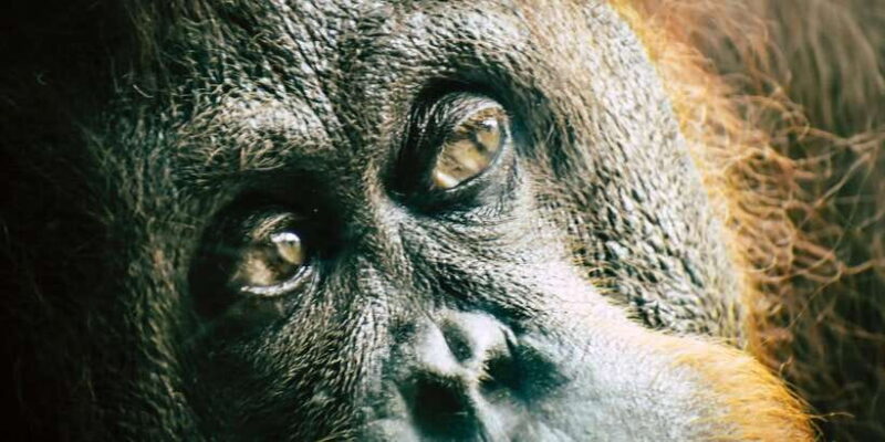 2 Days Expedition from Bukit Lawang: Connect with Nature - Key Points