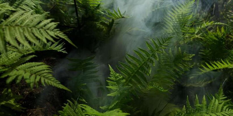 2 Days Expedition from Bukit Lawang: Connect with Nature - Whats Included and Whats Not