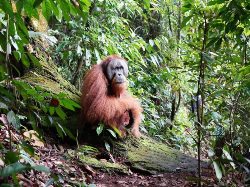 2 Days Expedition from Bukit Lawang: Connect with Nature - Why This Tour Is Worth Considering