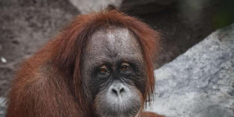 2 Days Expedition from Bukit Lawang: Connect with Nature - Final Thoughts