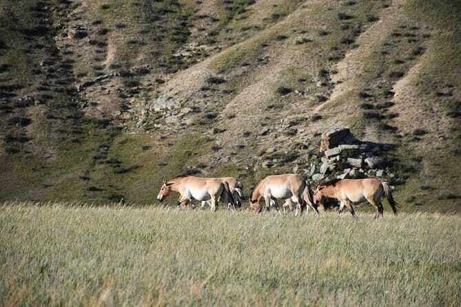 2 Days Hustai National Park and Nomadic homestay tour - Key Points