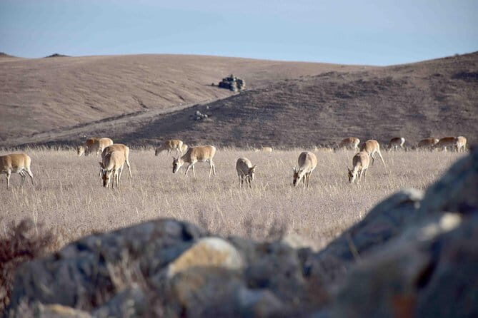 2 Days Hustai National Park and Nomadic homestay tour - Evening and Optional Horse Riding: Relaxing Under the Stars