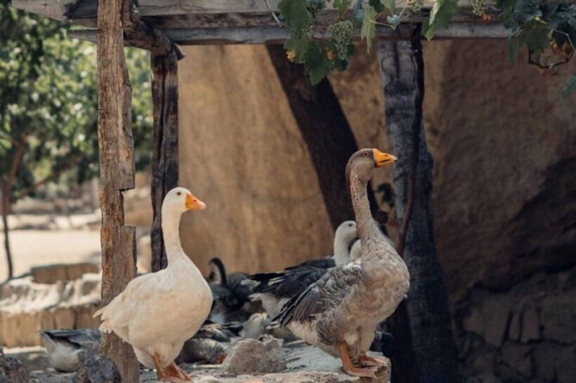 2 Days in Cappadocia: Guided Red and South Tour - FAQ