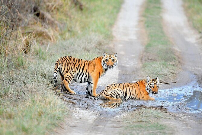 2 Days Private Jaipur & Ranthambore Tour (All Inclusive) - Day 1: The Architectural and Cultural Wonders of Jaipur