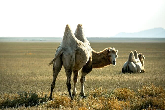 2 Days Private Kolsai Kaindy Lakes with Charyn Canyon Tour - Who Should Consider This Tour?