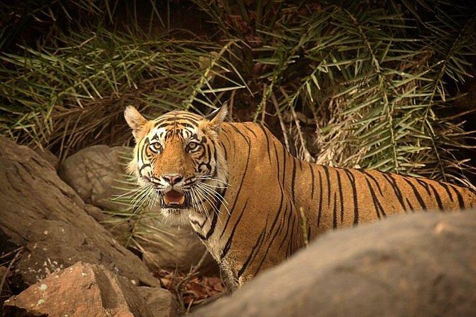 2-Days Private Ranthambhore Tiger Tour from Jaipur - Who Will Love This Tour?